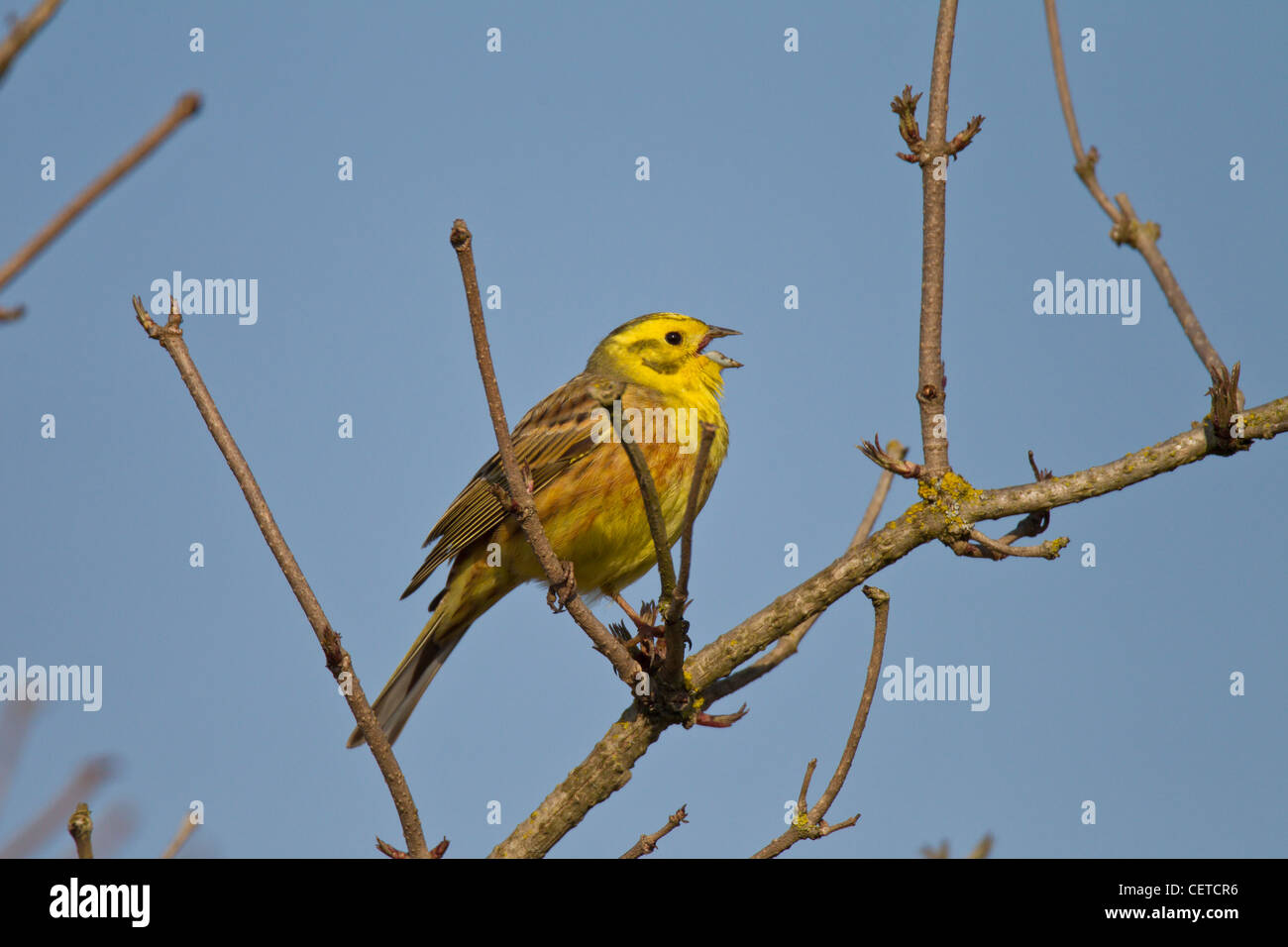 Goldammer hi-res stock photography and images - Alamy