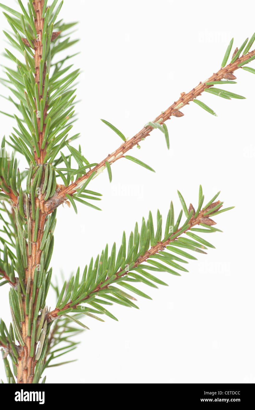 Fir losing its needles Stock Photo - Alamy