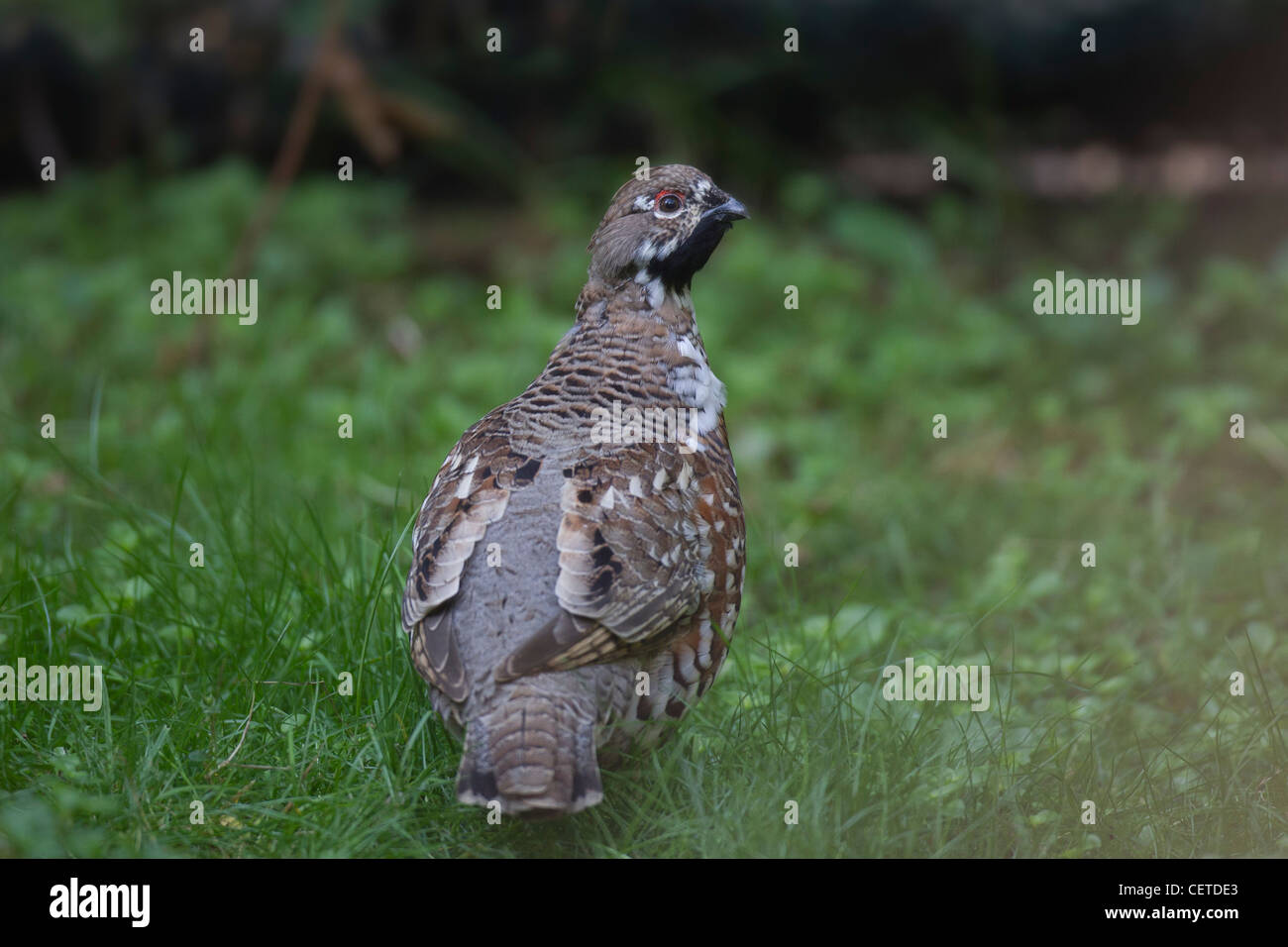 Haselhuhn hi-res stock photography and images - Alamy