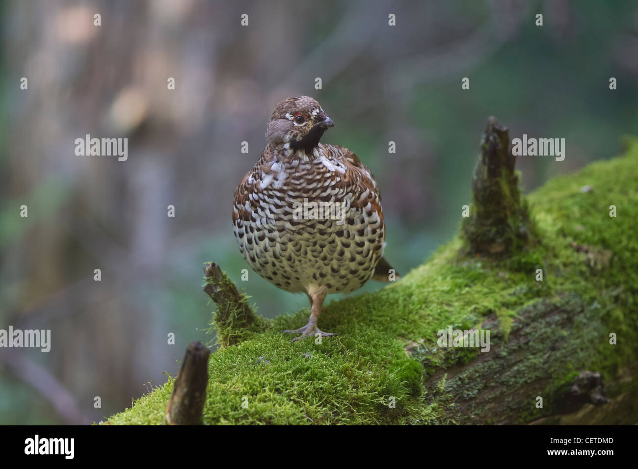 Haselhuhn Hazel Grouse Hazel Hen Tetrastes bonasia Stock Photo - Alamy