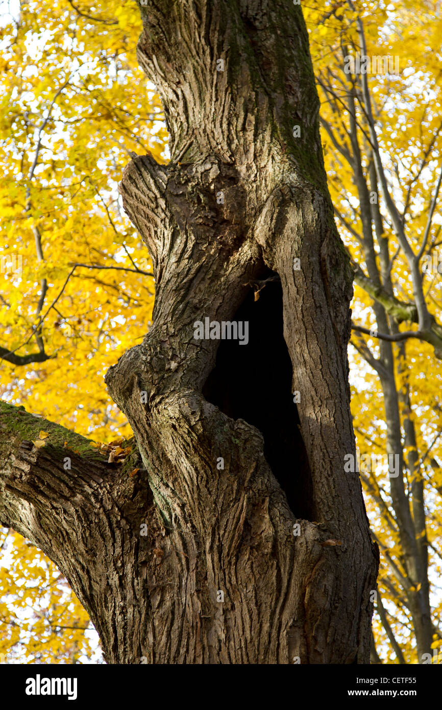 Backlit autumn tree hi-res stock photography and images - Alamy