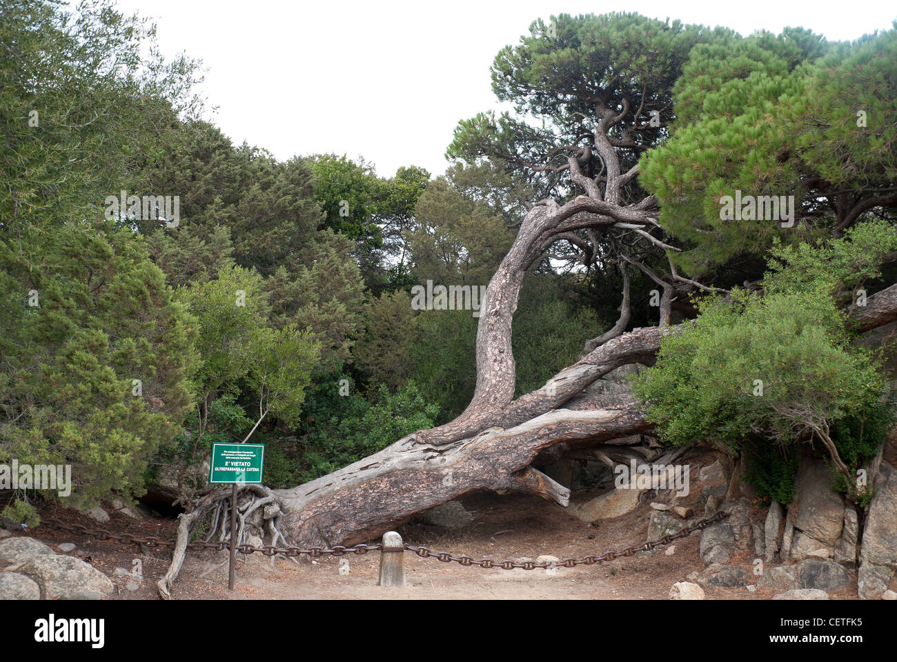 Garibaldi pine planted in 1867 at his home on the island of Caprera ...