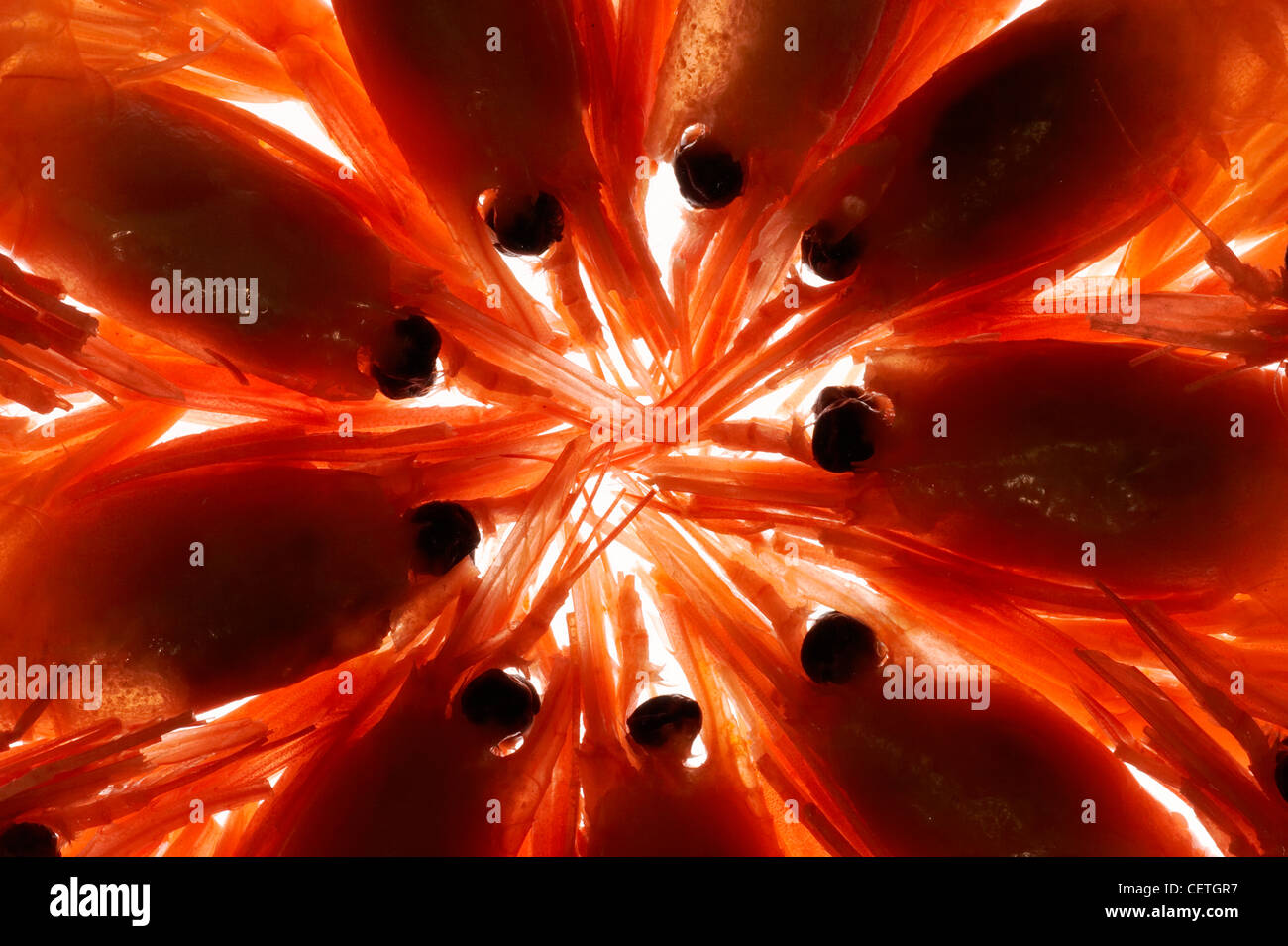 Prawns detail. Prawns are shrimp-like crustaceans, belonging to the sub ...