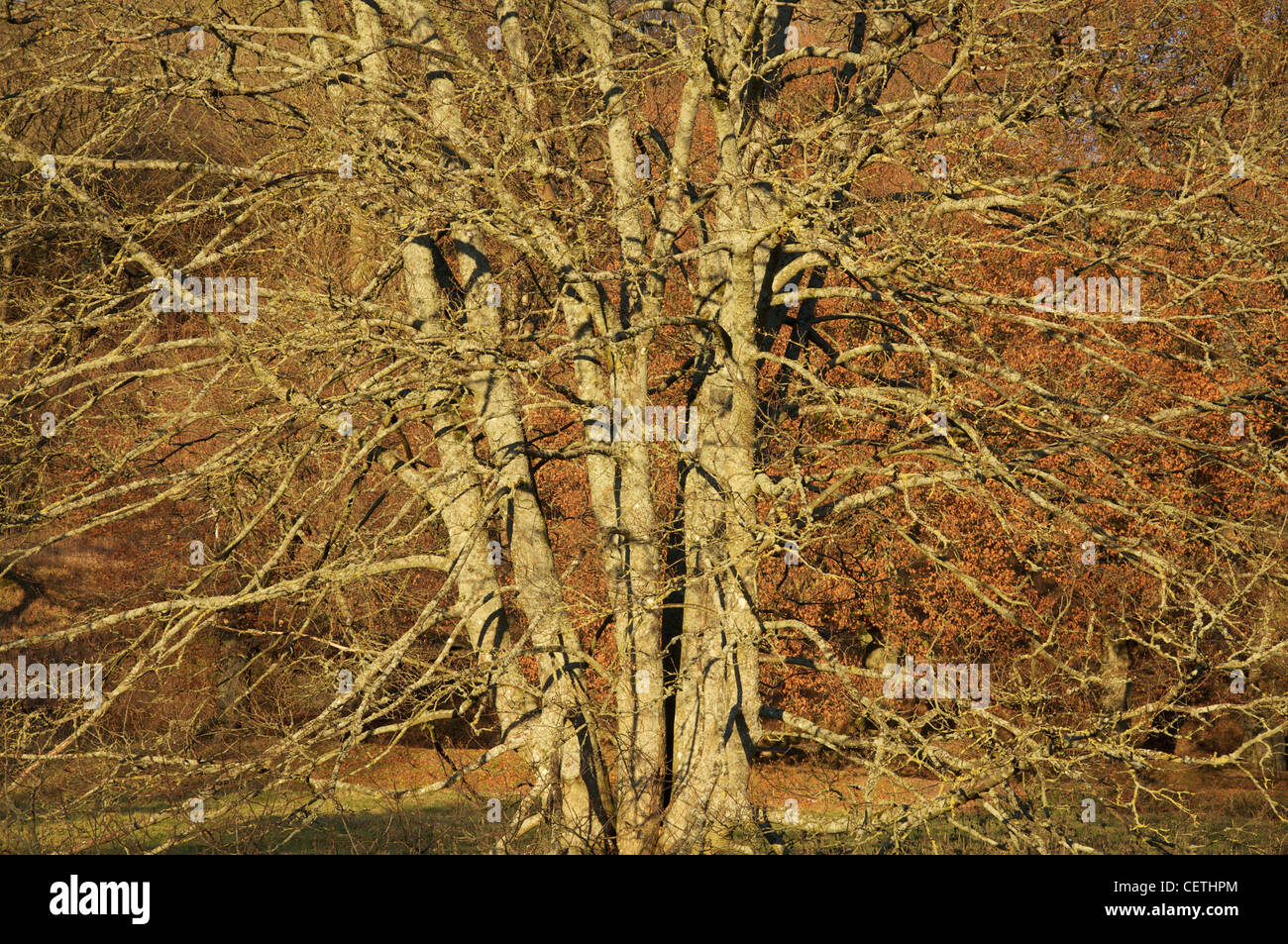 A large Sycamore tree (Acer pseudoplatanus) in winter, catching the ...
