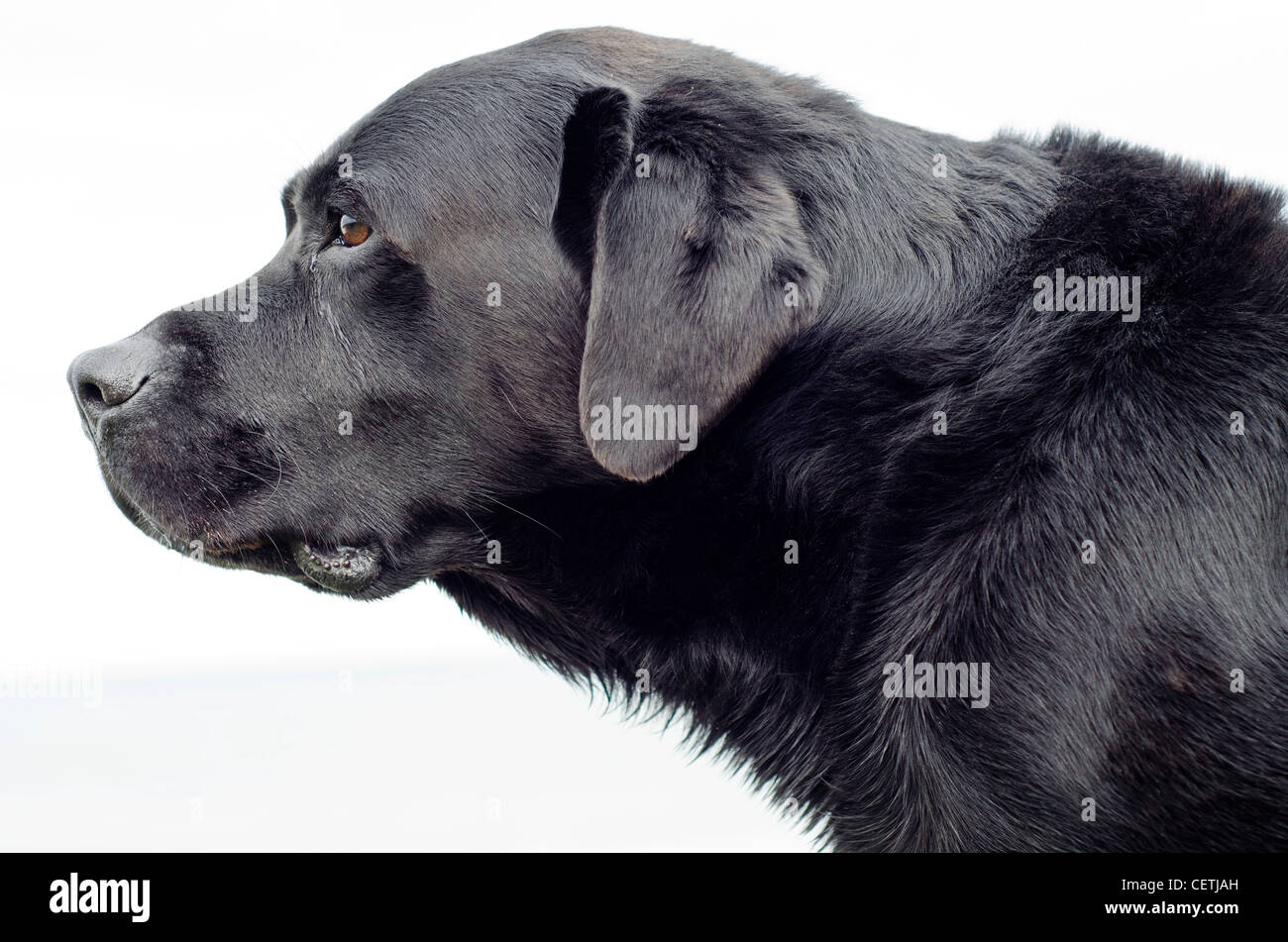 Black labrador retriever cutout hi-res stock photography and images - Alamy