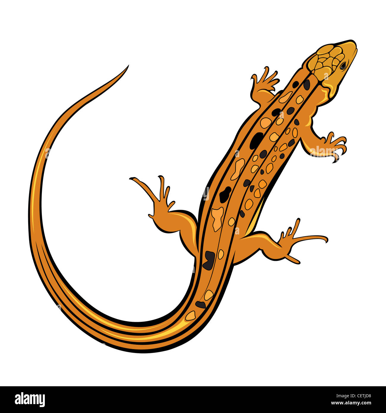 Realistic gecko lizard. Illustration on white background for design ...