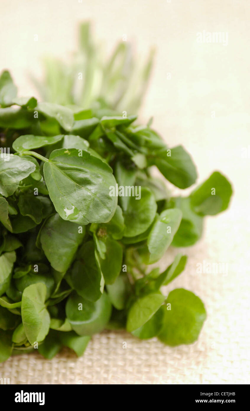 A bunch of fresh watercress Stock Photo - Alamy