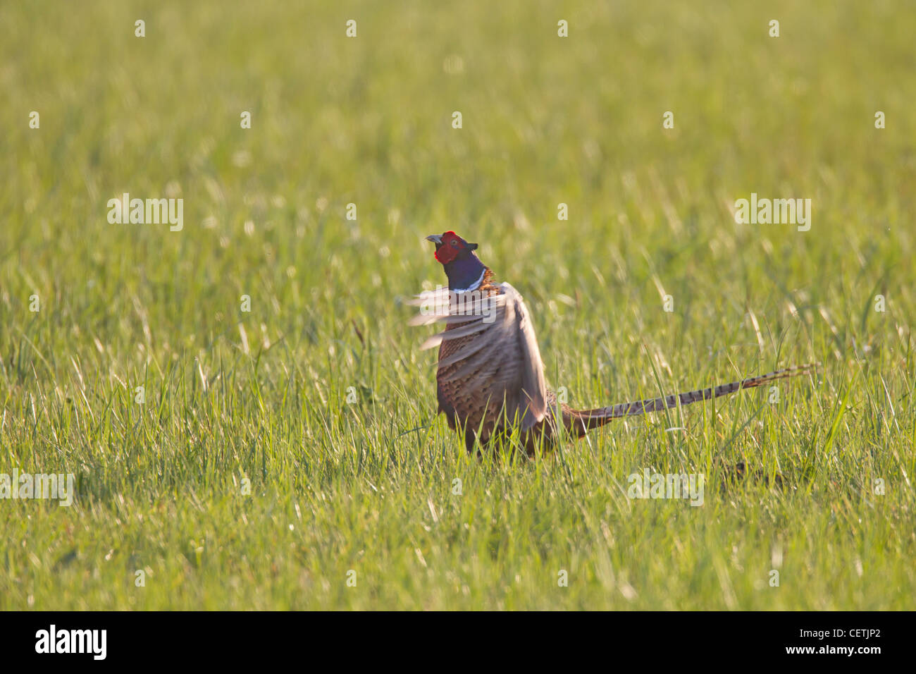 Fasan hi-res stock photography and images - Alamy