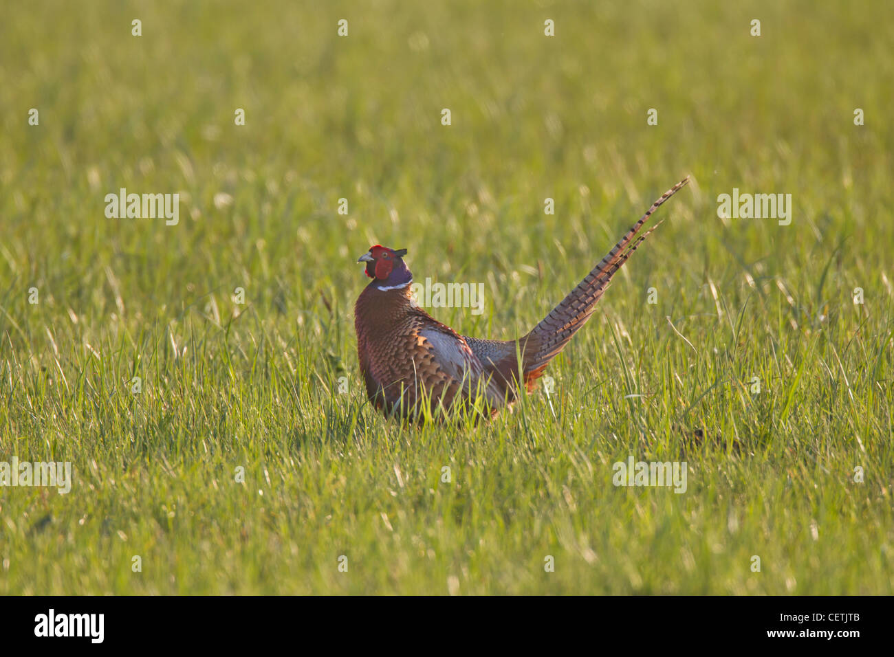 Fasansprung hi-res stock photography and images - Alamy