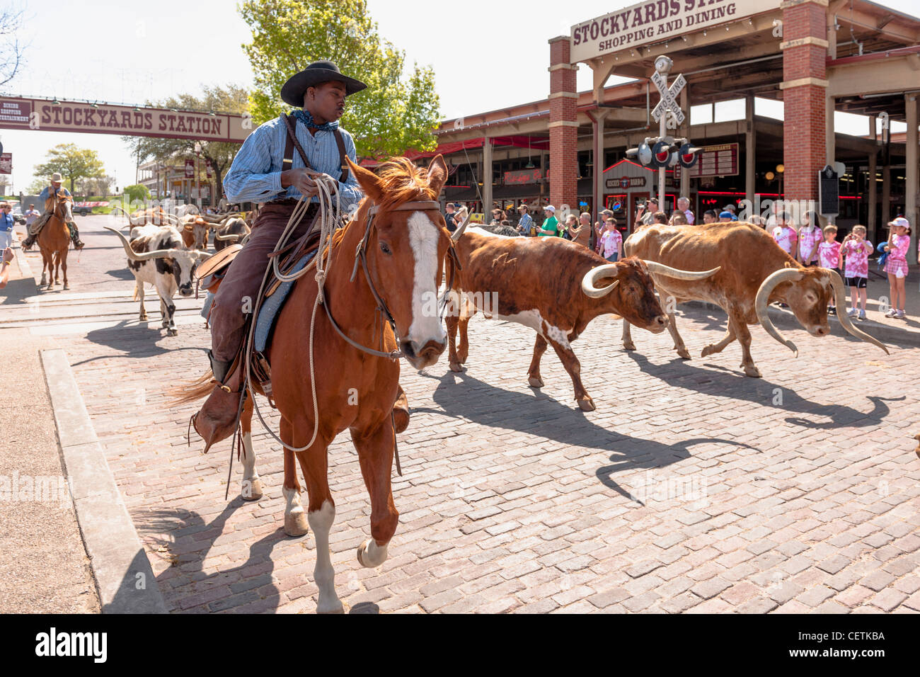 Cattle drive hi-res stock photography and images - Alamy