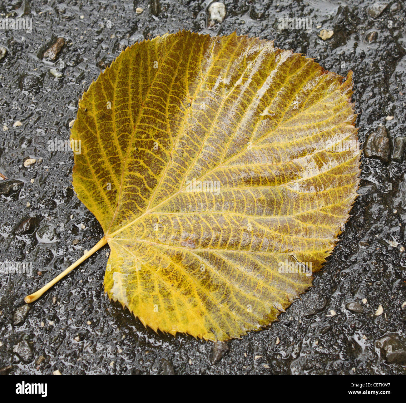 The fallen leaf Stock Photo - Alamy
