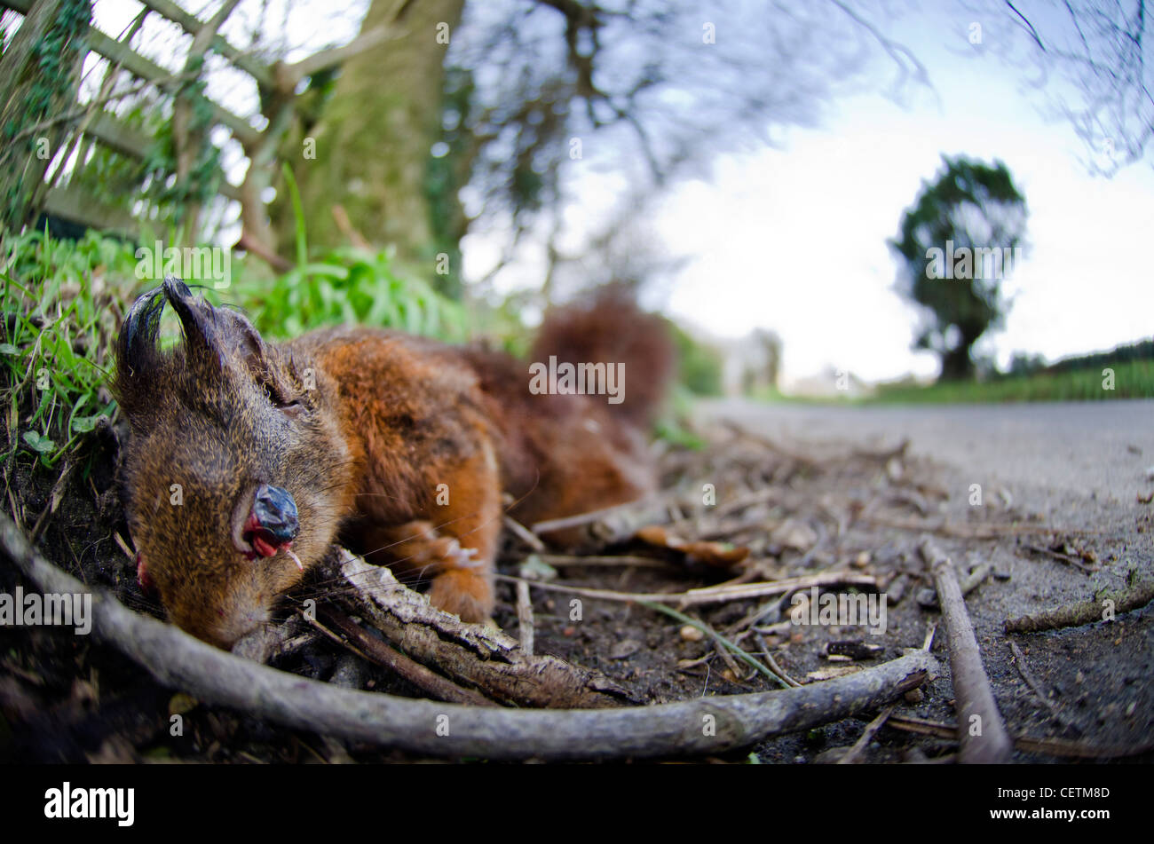Red Squirrel Road Kill Stock Photo - Alamy