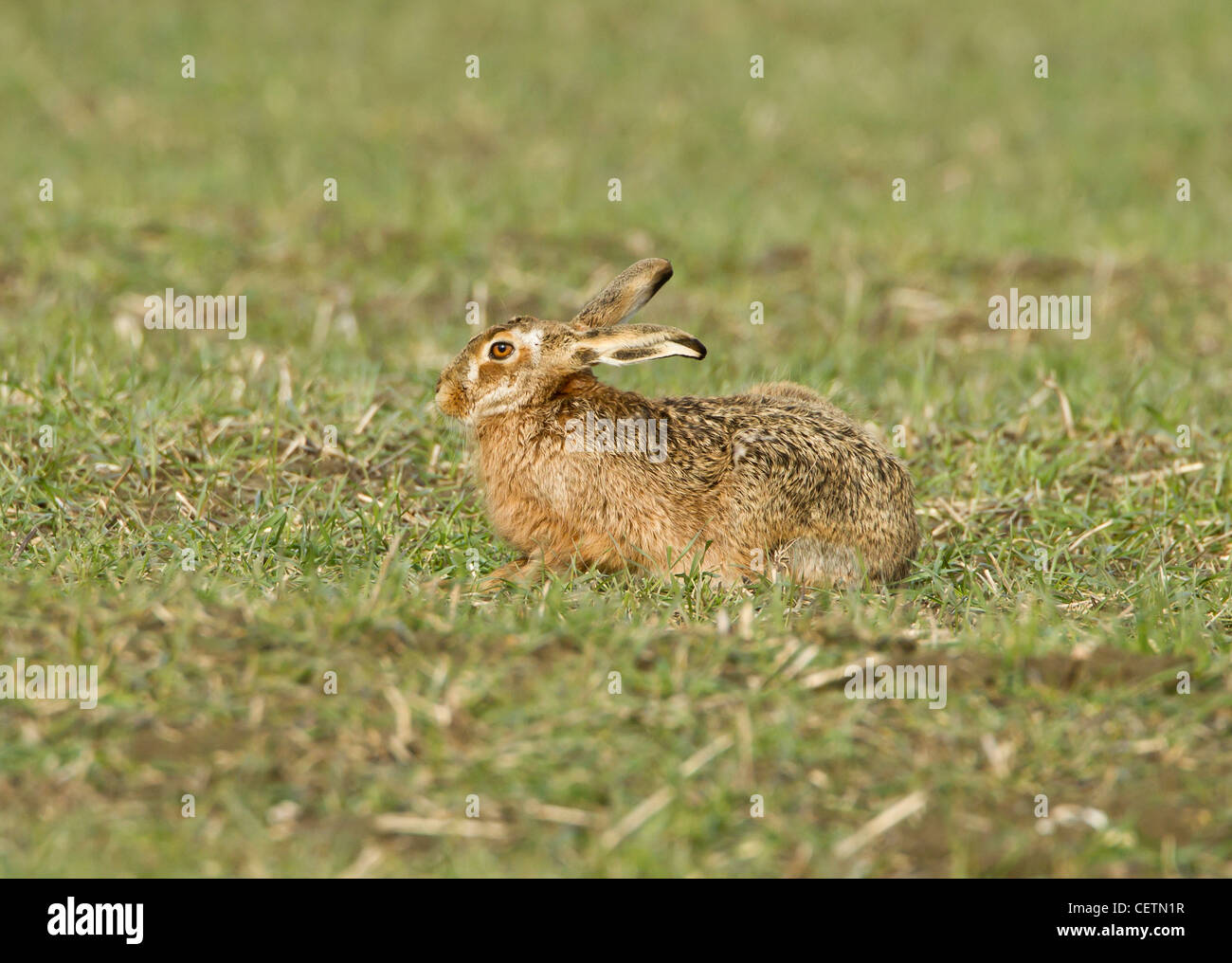 Brown Hare Lepus capensis all alone in a field Stock Photo - Alamy