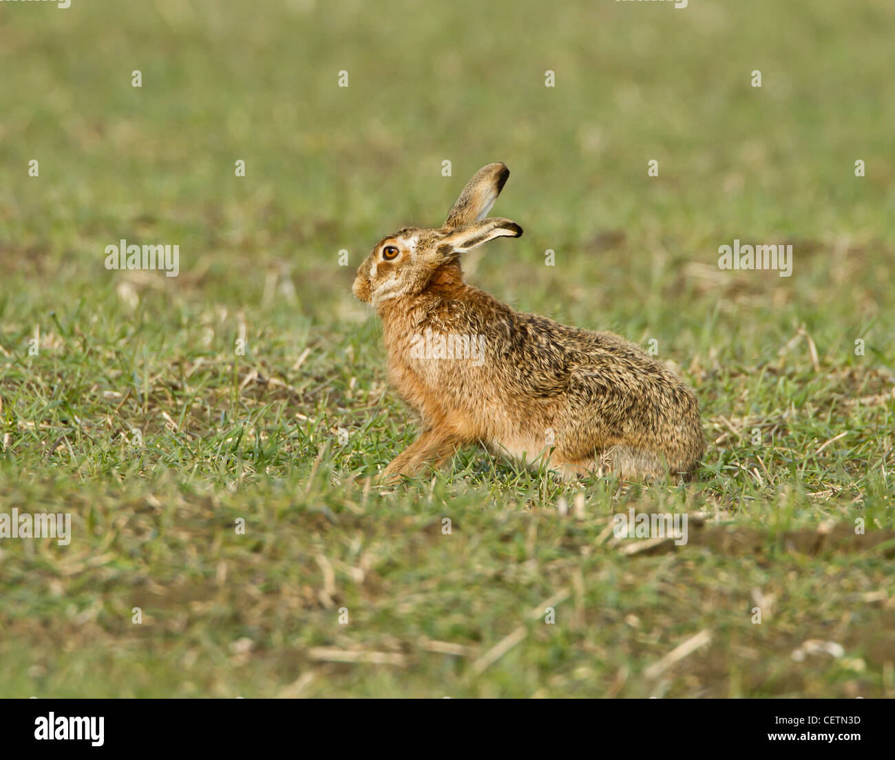 Brown Hare Lepus capensis all alone in a field Stock Photo - Alamy