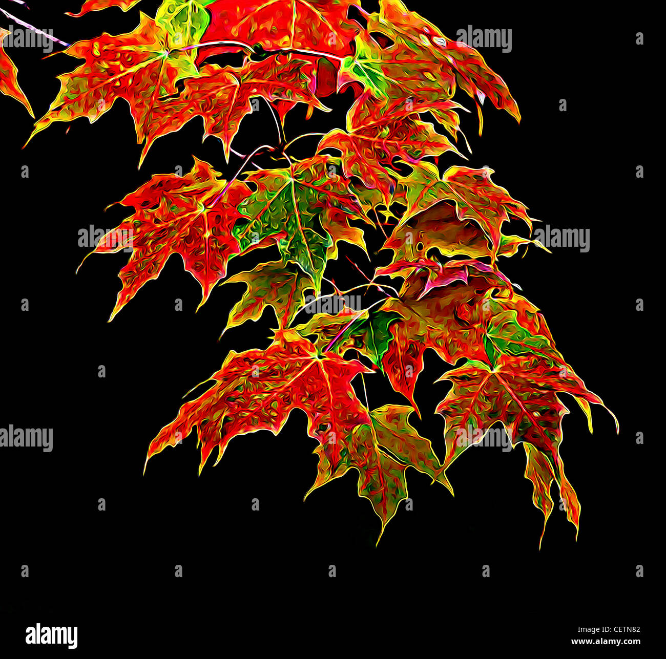 Maple leaves in fall Stock Photo - Alamy