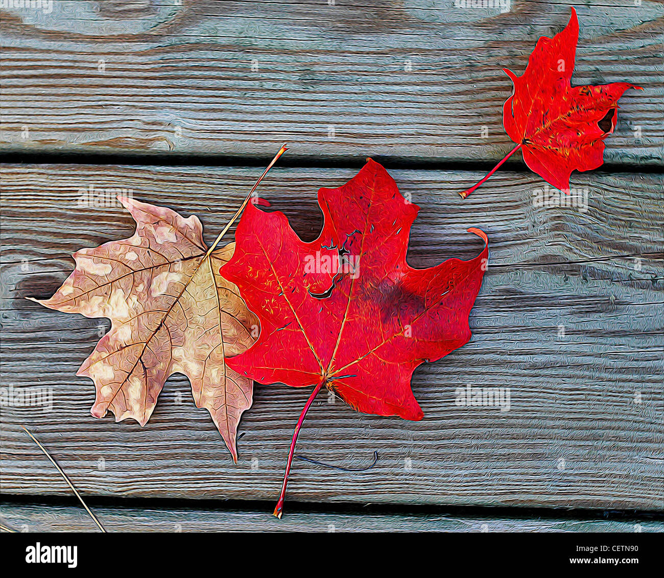 fall autumn, maple leaves Stock Photo - Alamy