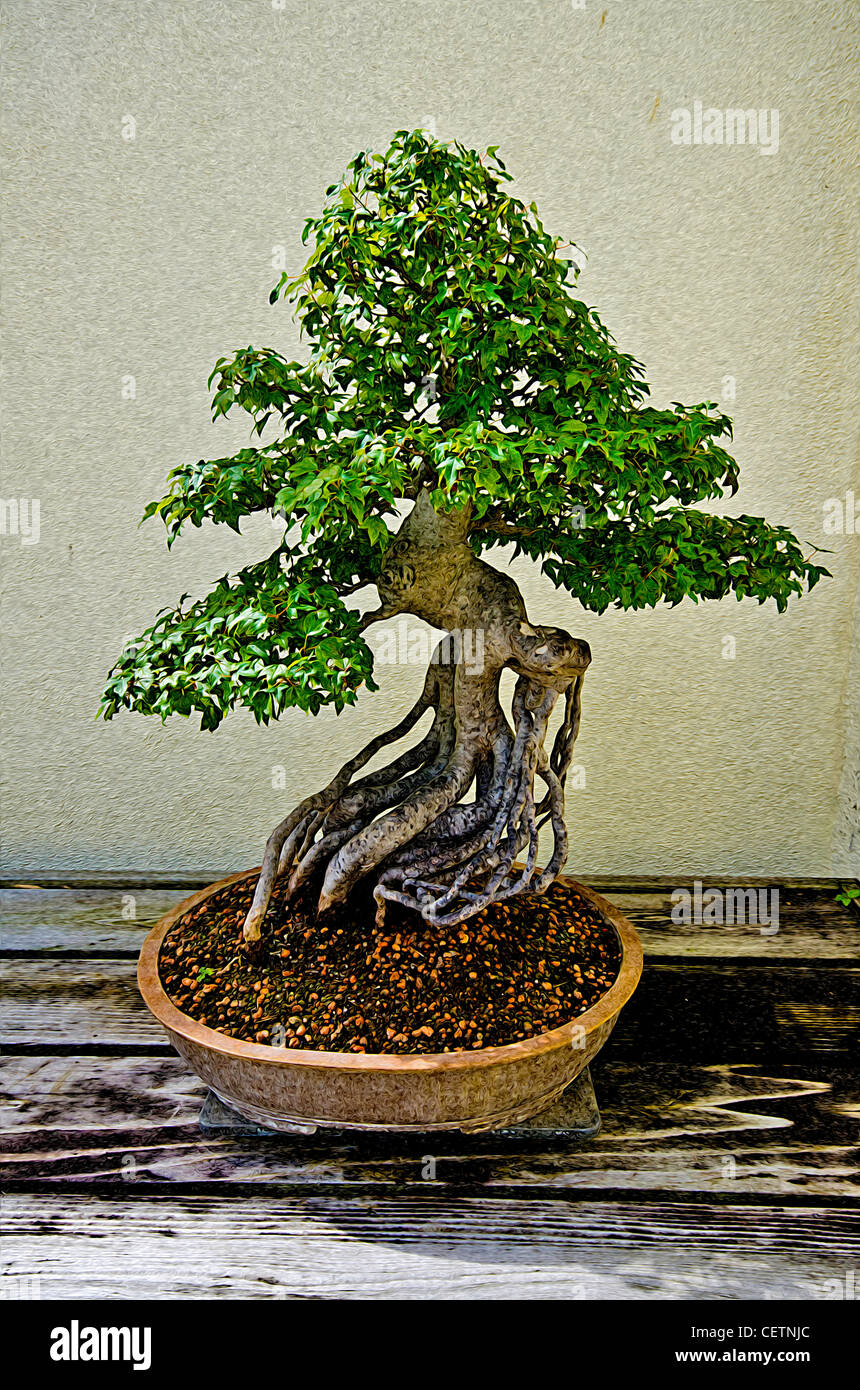 Bonsai at the National Arboretum Stock Photo - Alamy