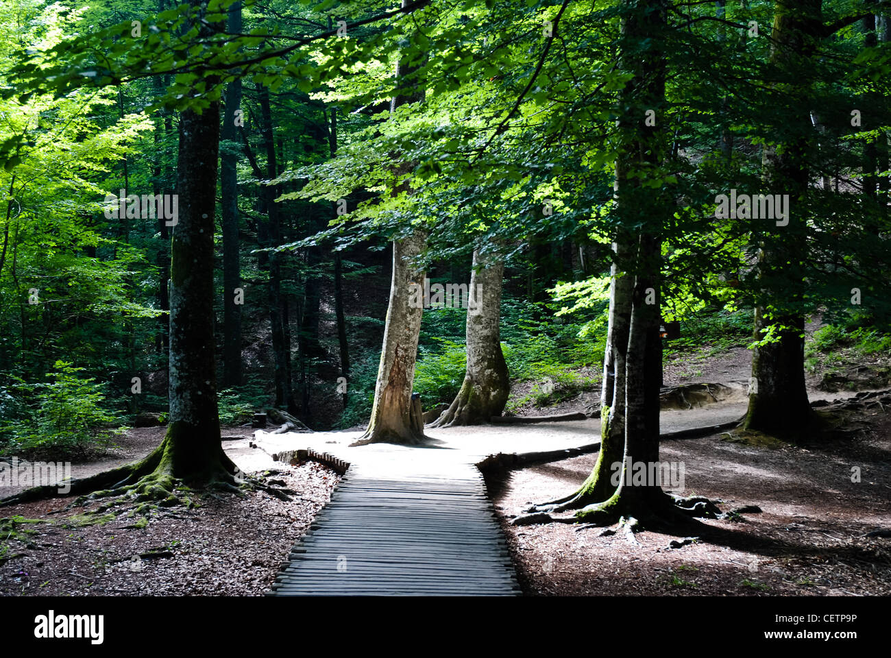 Pathway sun woodland shadow hi-res stock photography and images - Alamy