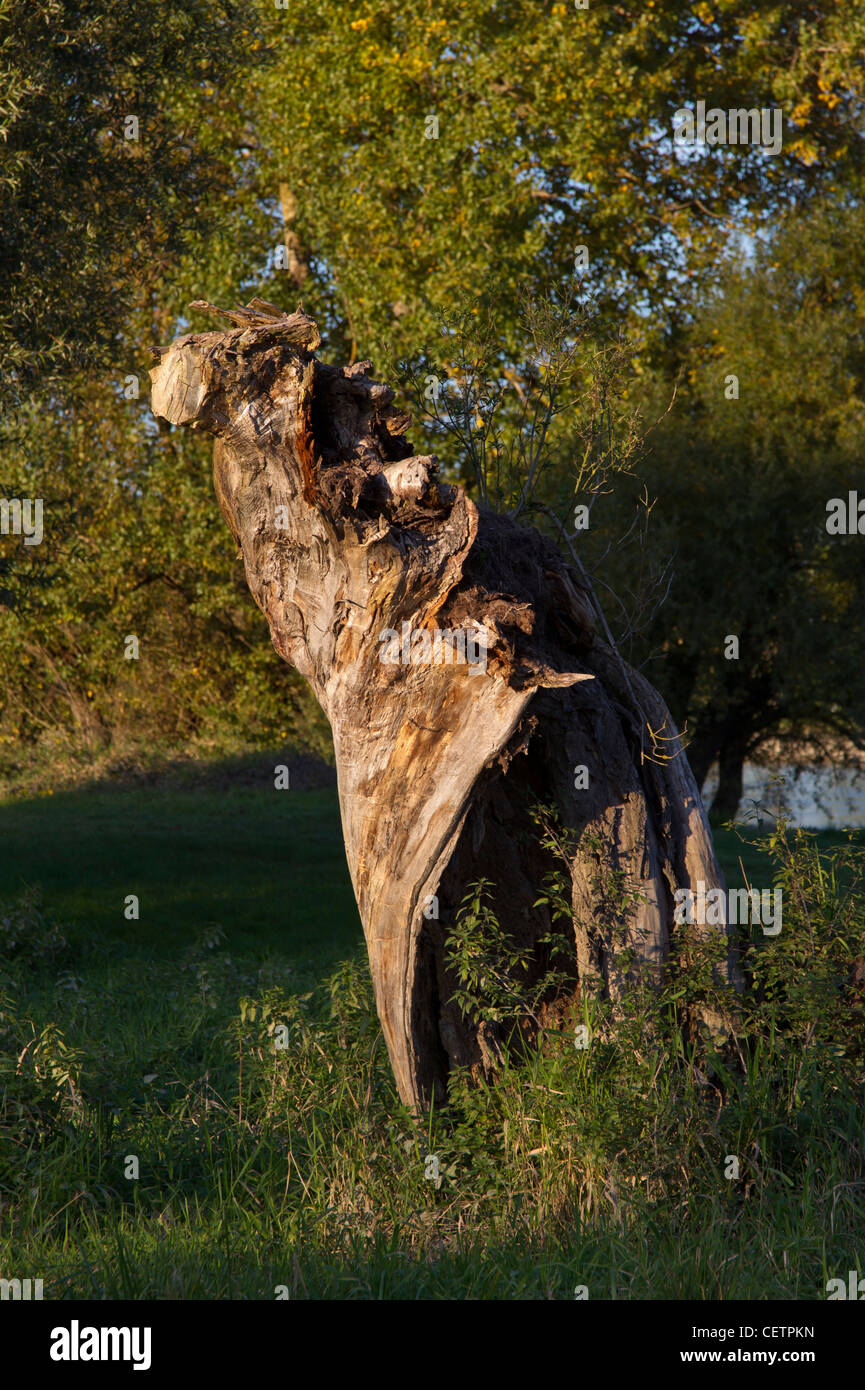 Old stem hi-res stock photography and images - Alamy