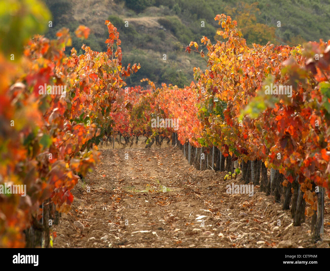Rioja rojo hi-res stock photography and images - Alamy