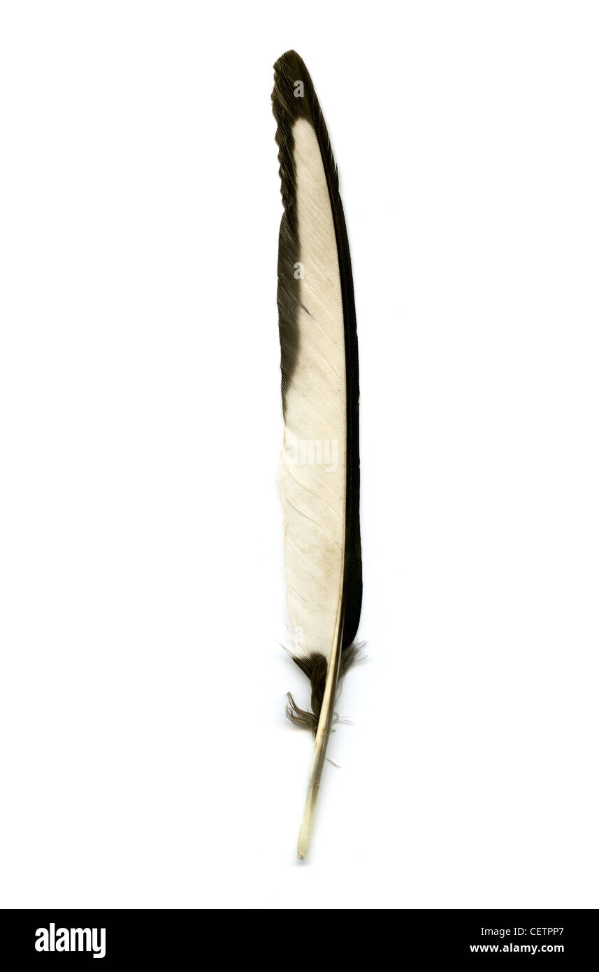 Magpie feather hi-res stock photography and images - Alamy