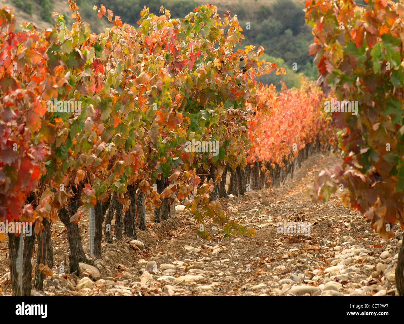 Rioja rojo hi-res stock photography and images - Alamy