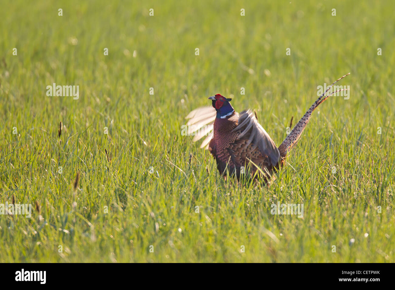Jagdfasan fasan hi-res stock photography and images - Alamy