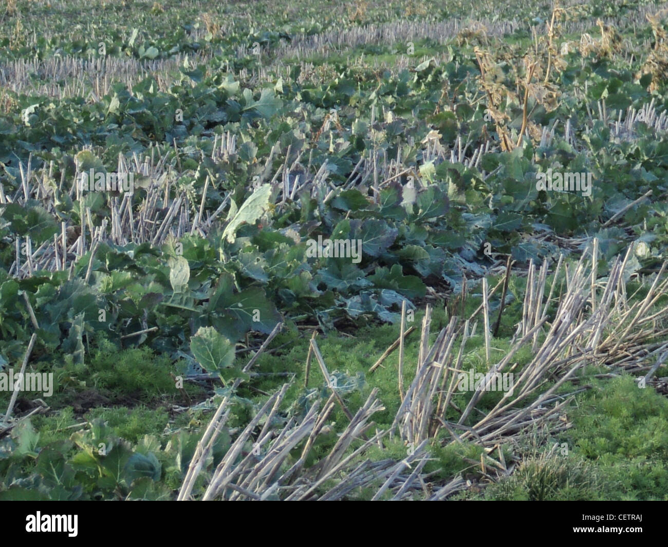 Fields in Beverley Stock Photo - Alamy