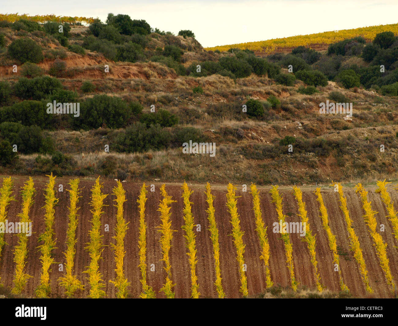vineyards in La Rioja (Spain Stock Photo - Alamy