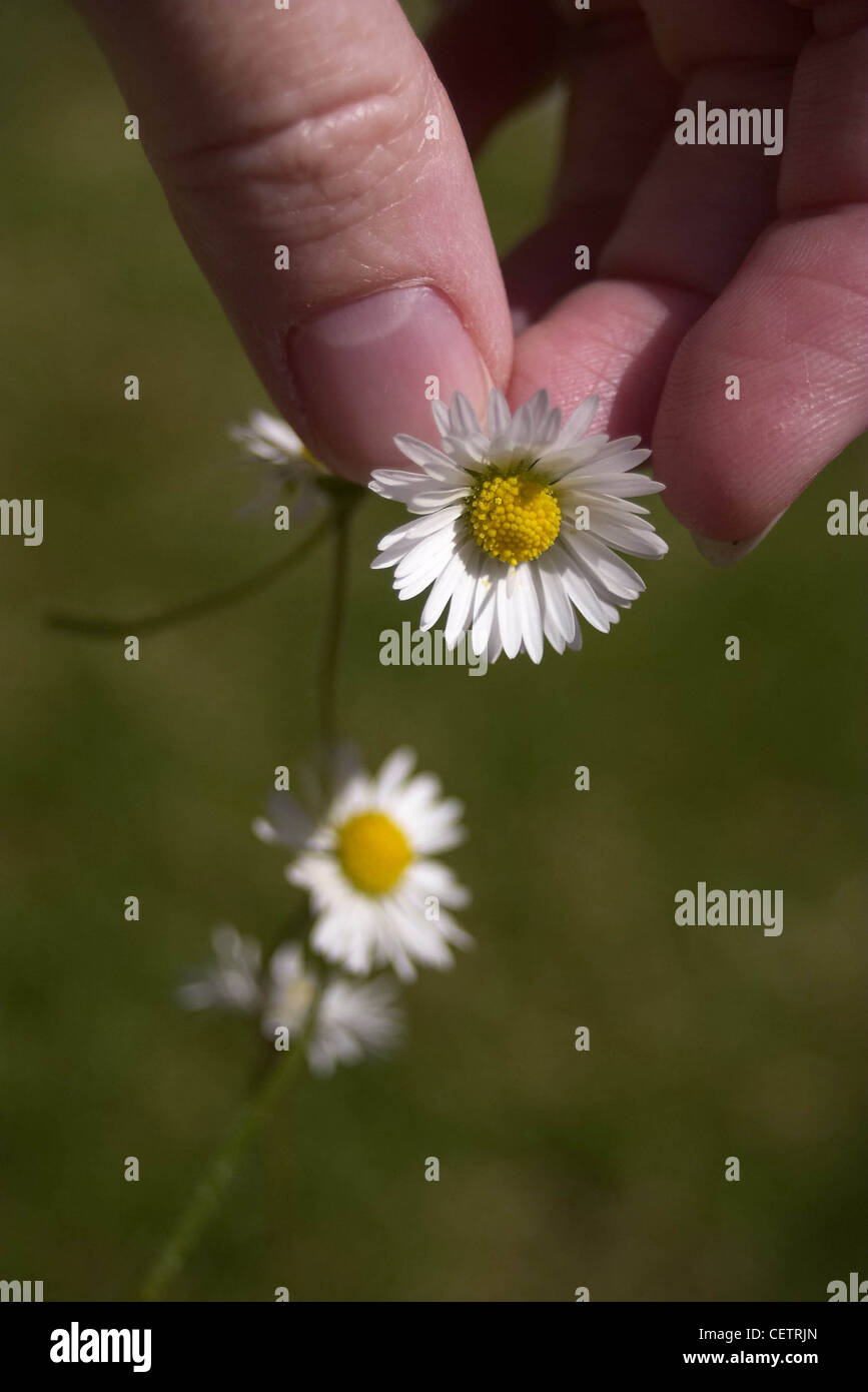 Woman holding daisy chain hi-res stock photography and images - Alamy