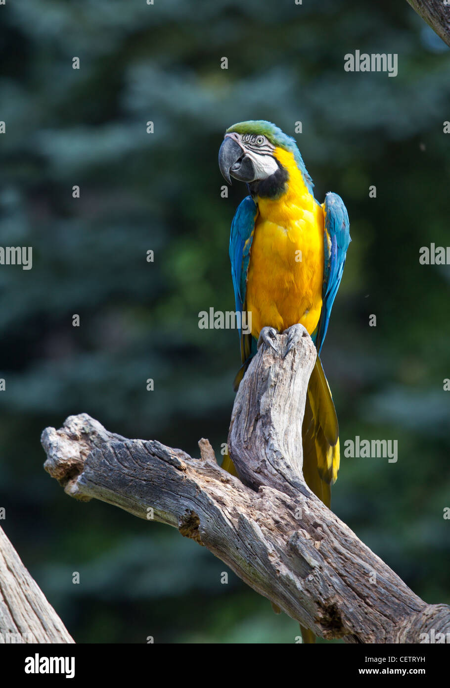 Gross augen hi-res stock photography and images - Alamy