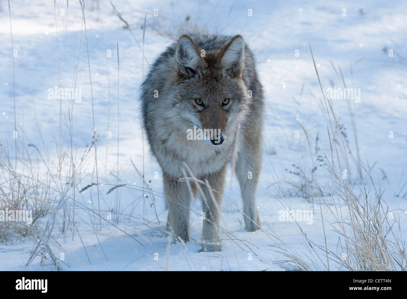 Coyote wildlife hi-res stock photography and images - Alamy