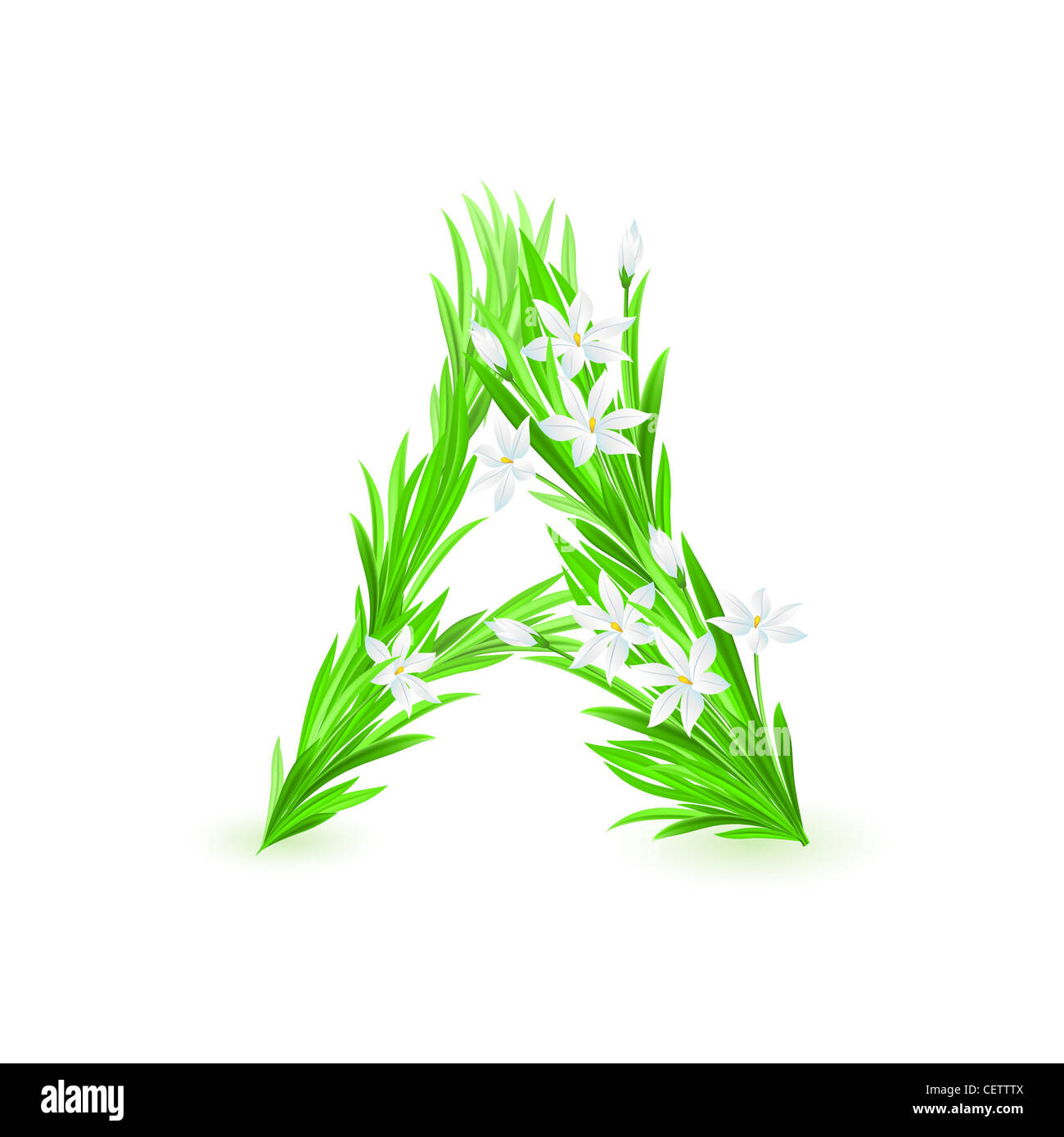 One letter of spring flowers alphabet - A. Illustration on white ...