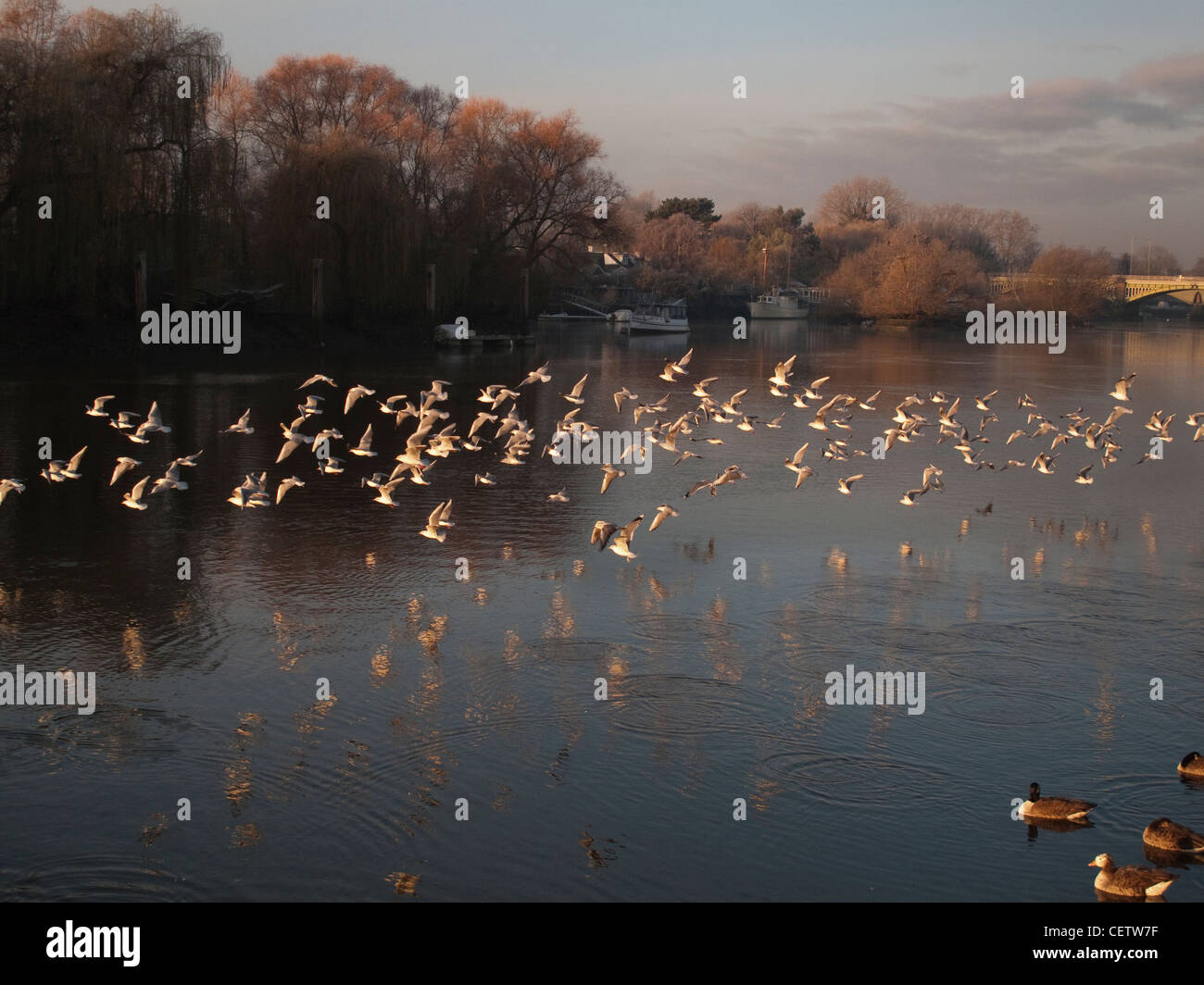 Birds of river hi-res stock photography and images - Alamy
