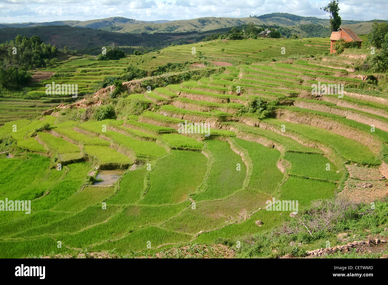 Rice fields of Malagasy highlands, Madagascar Stock Photo - Alamy