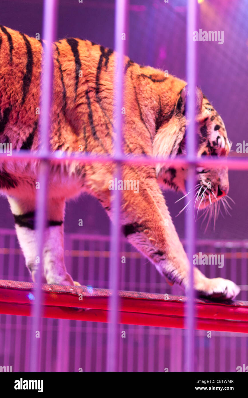 Tigers tiger circus hi-res stock photography and images - Alamy