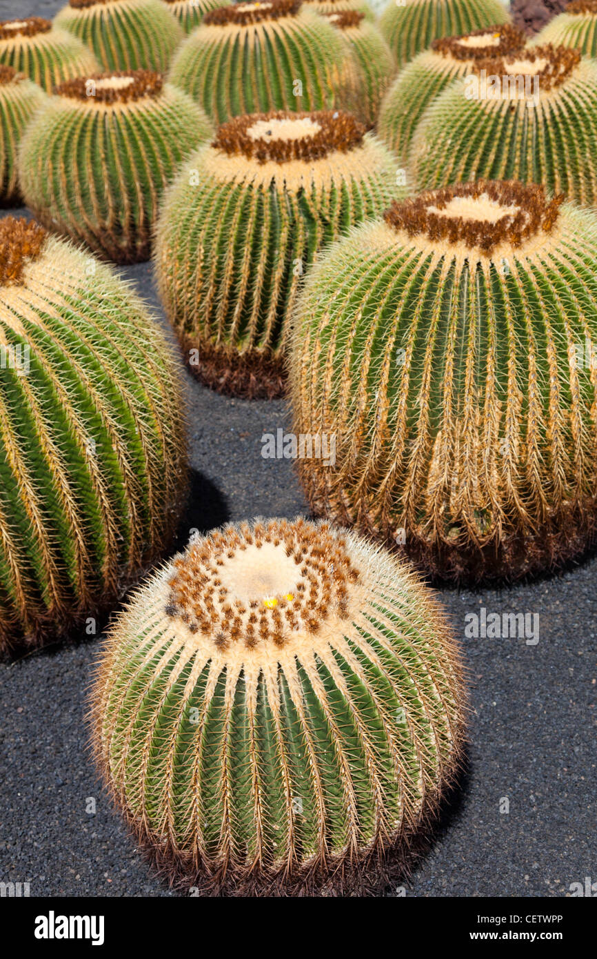 Echinocactus Platyacanthus, Jardin de Cactus Stock Photo - Alamy