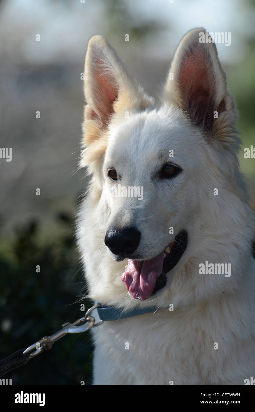 White swiss shepherd dog berger hi-res stock photography and images - Alamy