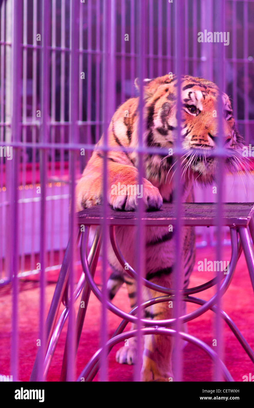 Tiger's circus show Stock Photo - Alamy