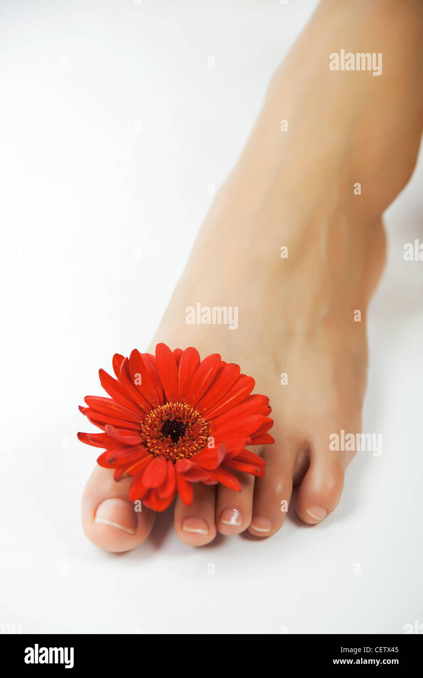 Woman's bare foot with flower stuck between toes Stock Photo - Alamy