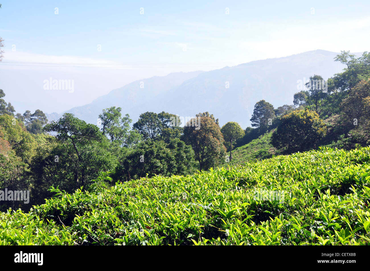 South Indian Tea Gardens Tamil Nadu Stock Photo - Alamy