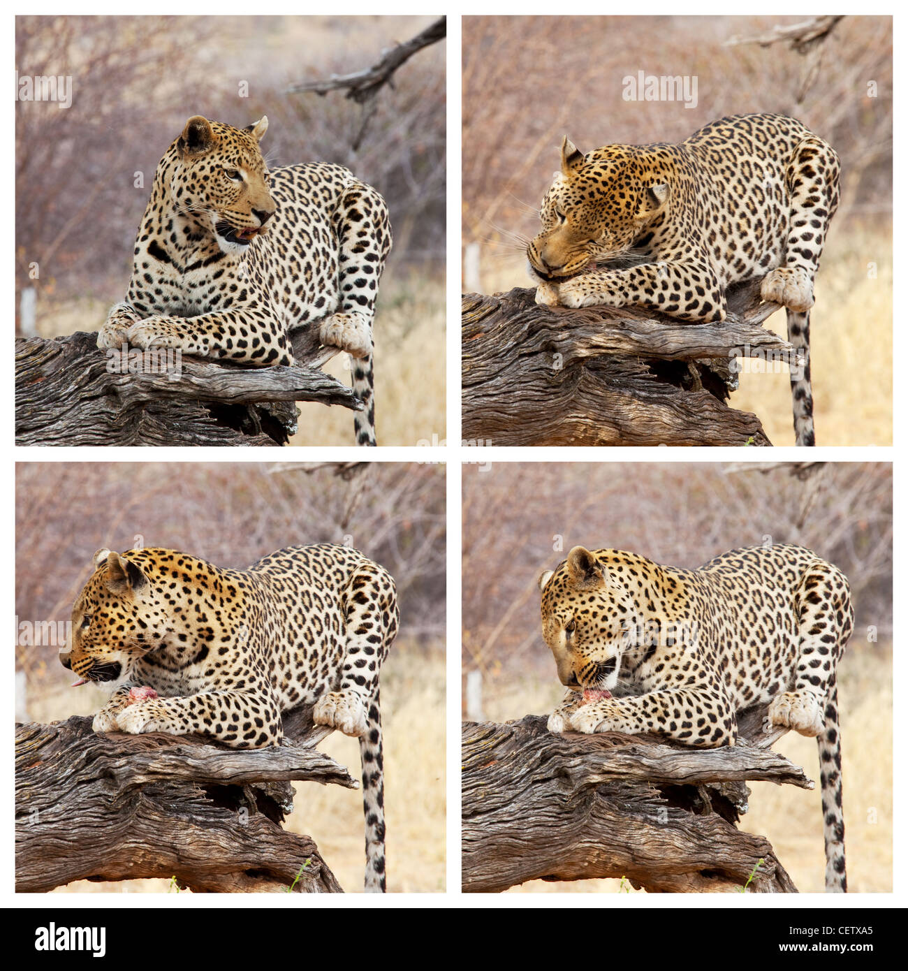 Wild leopard collection Stock Photo - Alamy