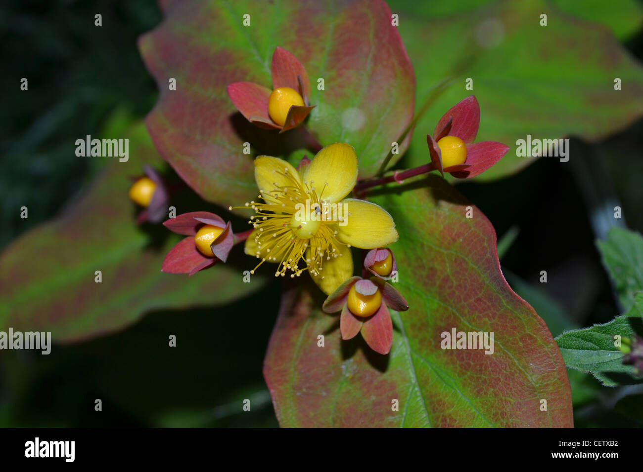 Hypericum garden hi-res stock photography and images - Alamy