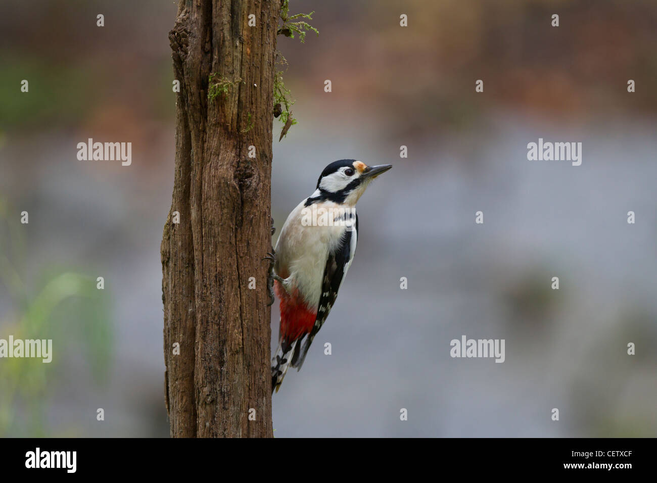 Specht federn hi-res stock photography and images - Alamy