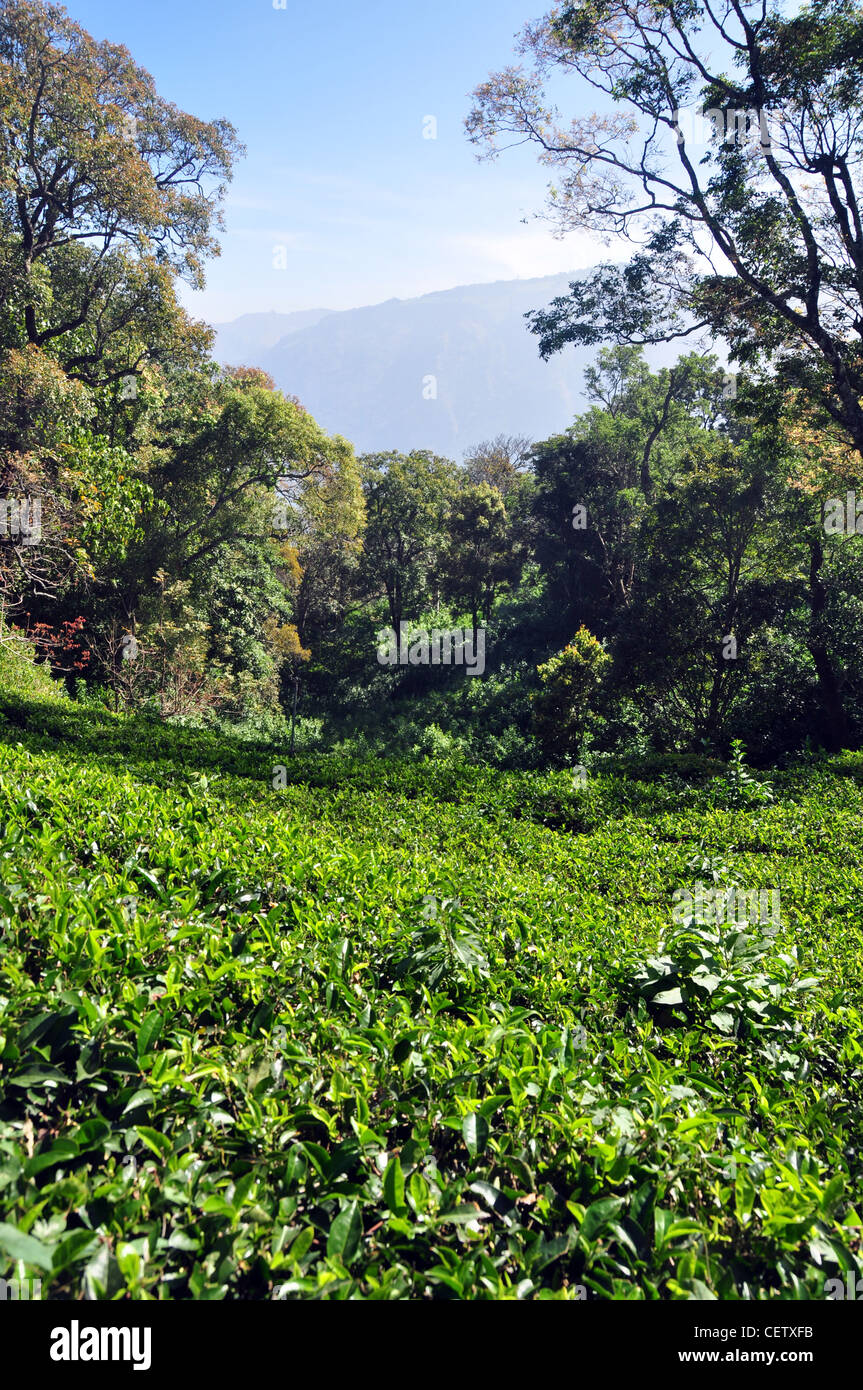 South Indian Tea Gardens Tamil Nadu Stock Photo - Alamy
