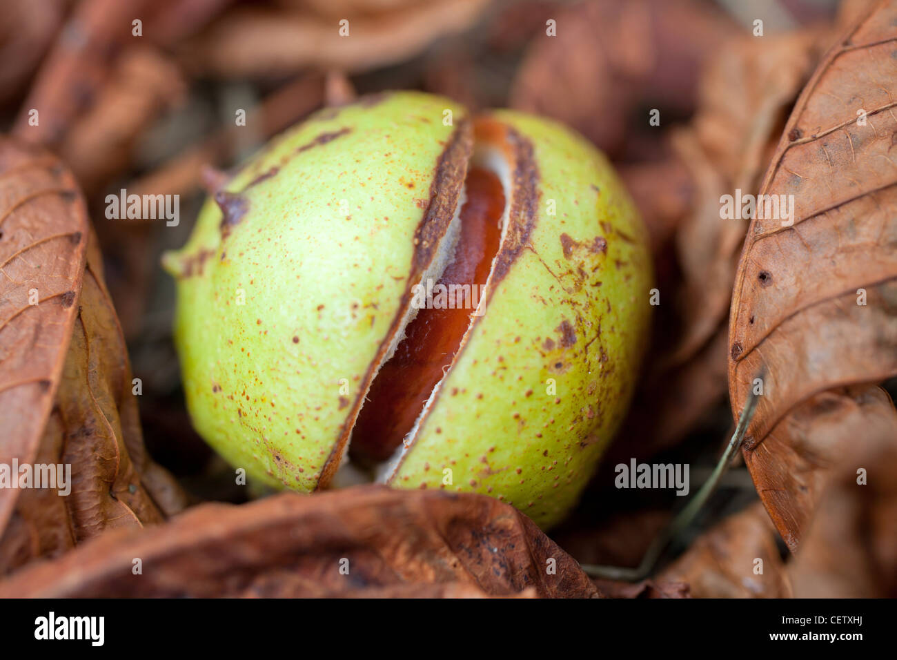 Horse Chestnut , Conker, shell partially open Stock Photo - Alamy