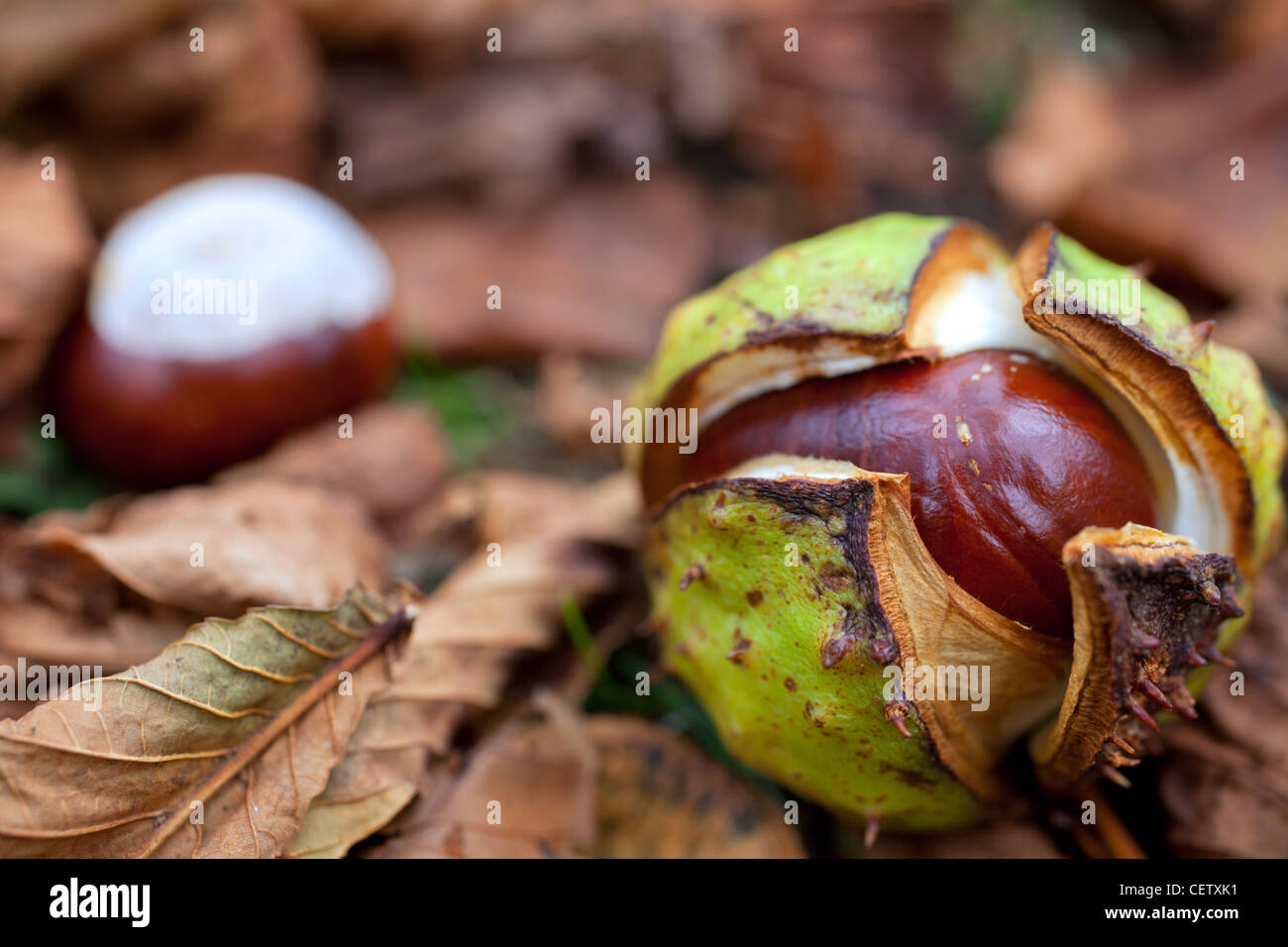 Horse Chestnut , Conker Macro close up Stock Photo - Alamy