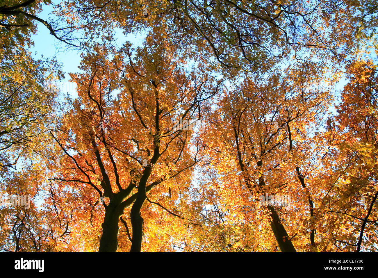 Beechwoods Cambridge, beech tree canopy in autumn, bright autumnal ...