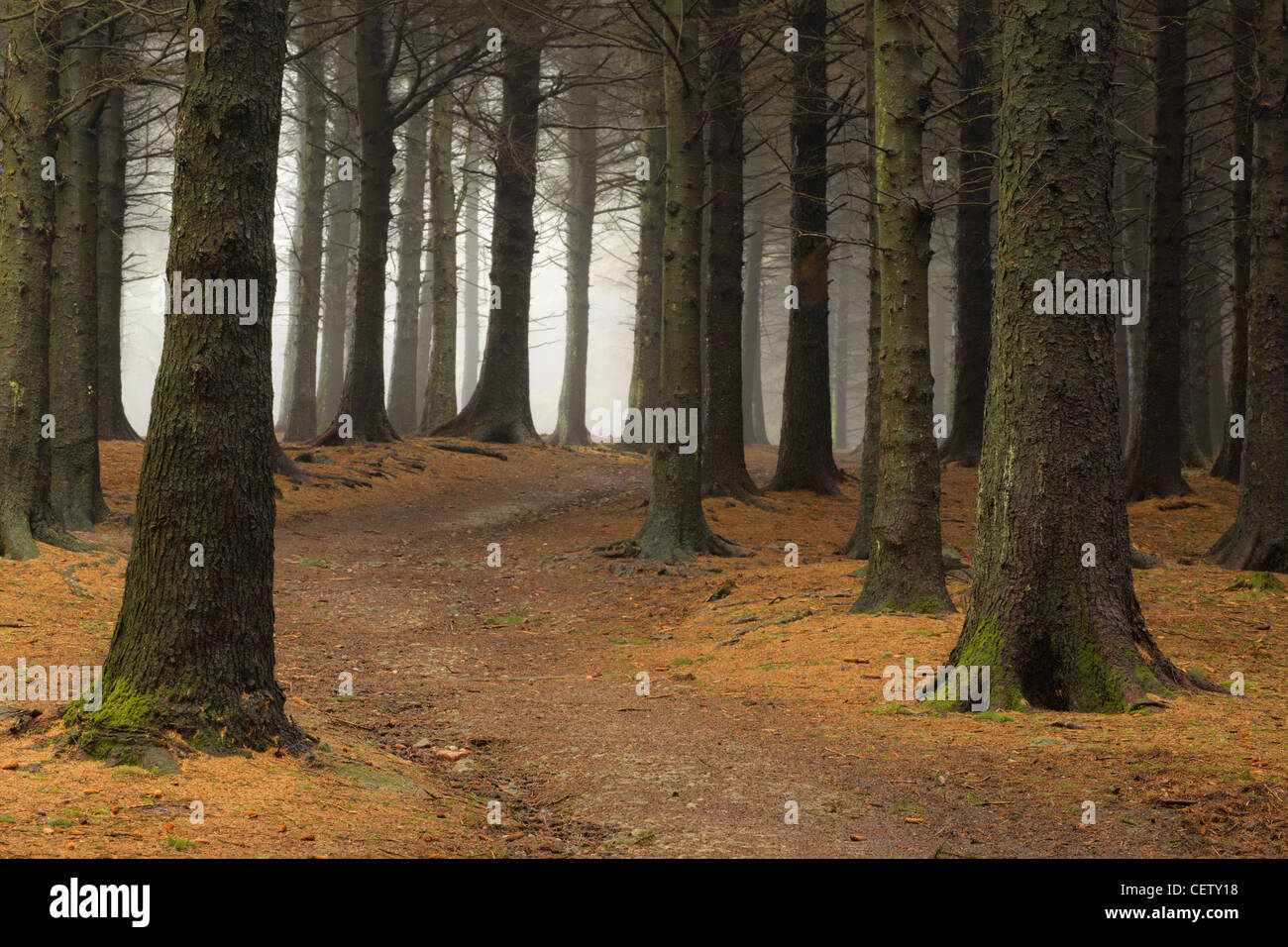 forest in mist Stock Photo - Alamy