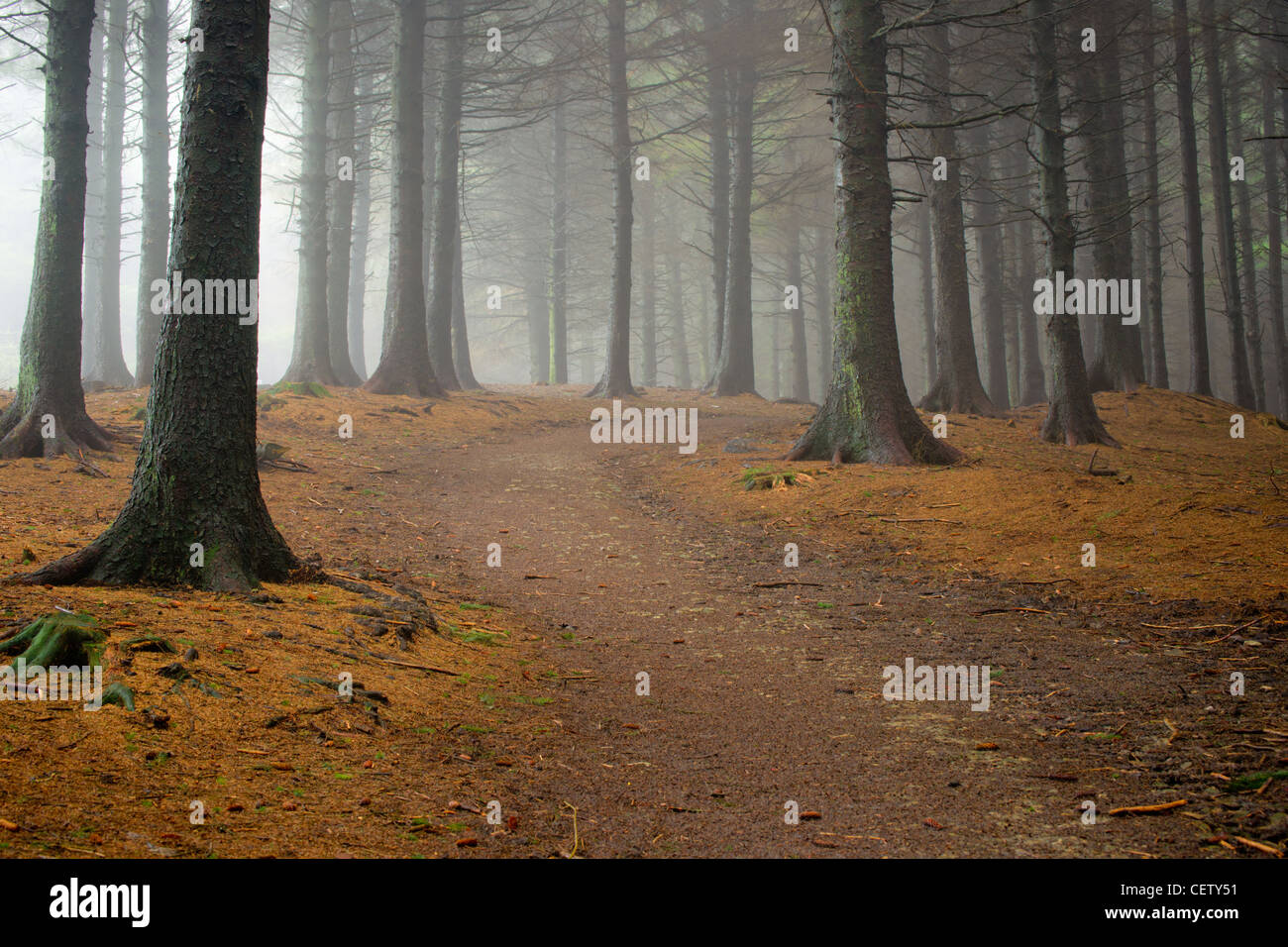 forest in mist Stock Photo - Alamy